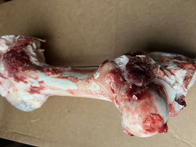 Beef Femur Bone aka "The Birthday Bone" 15-17" - DMV Raw Feeders - DMV ...